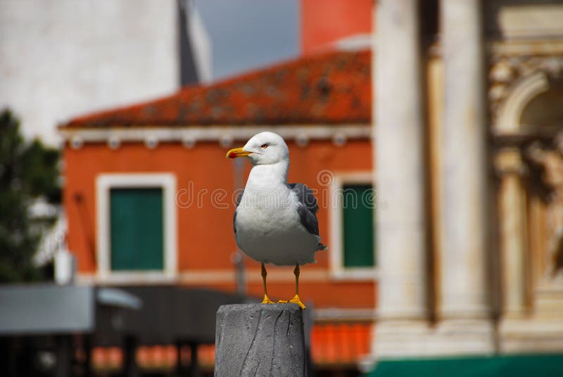 Gull in Venice stock image. Image of seagull, animals - 269439999