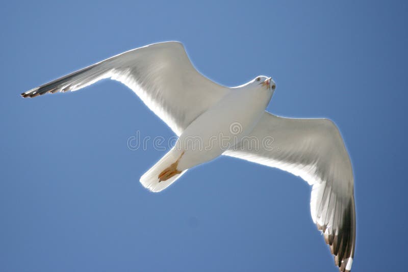 Bird flying stock photo. Image of blue, wildlife, nature - 633644