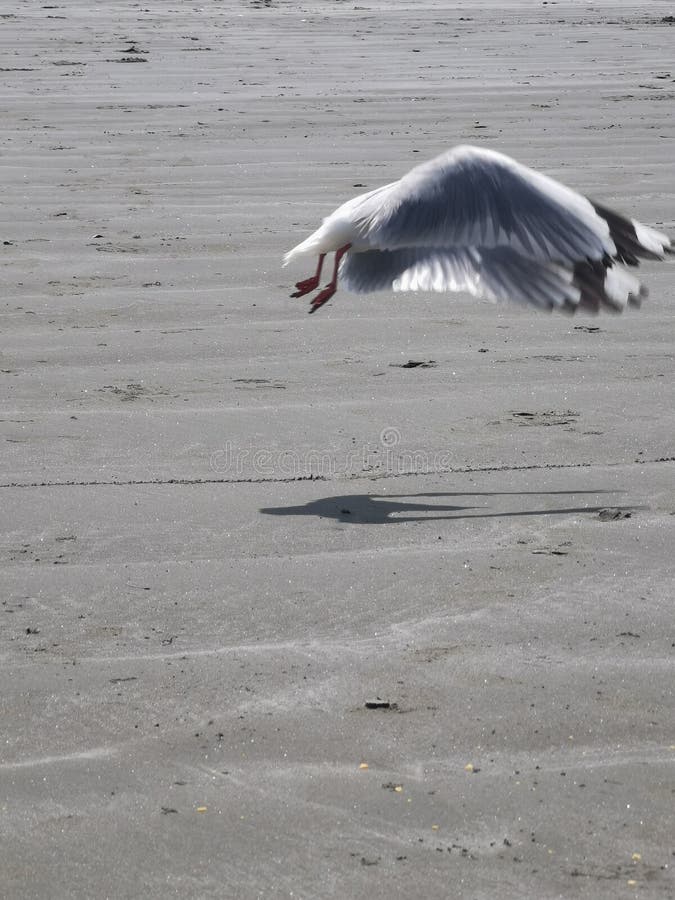 Gull, Wings Spread in Flight Stock Photo - Image of seabird ...