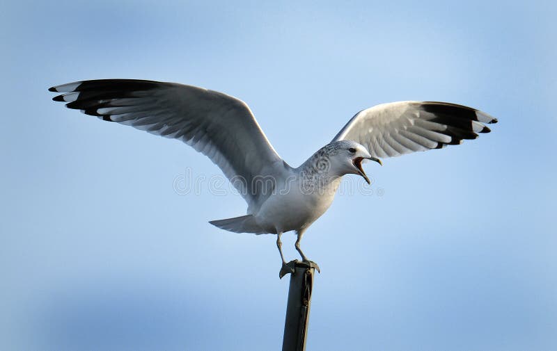Gull with Wings Outstretched. Stock Photo - Image of live, bird: 104932294