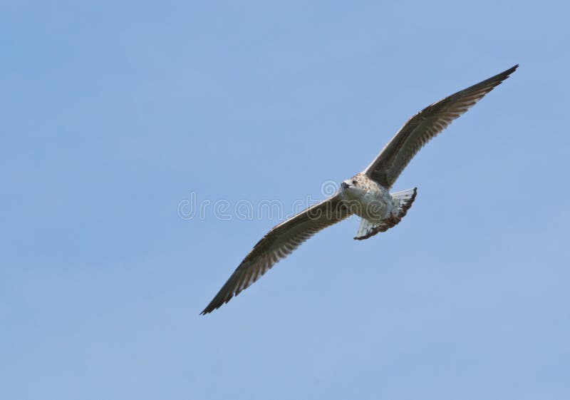 Gull, Wings Spread in Flight Stock Photo - Image of seabird ...
