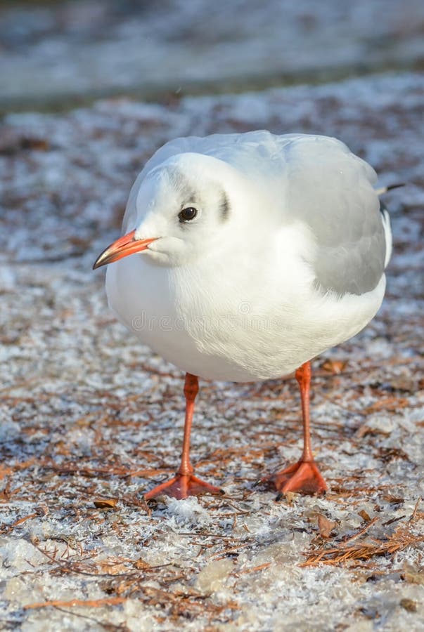 Gull in winter stock photo. Image of beauty, surface - 82653366