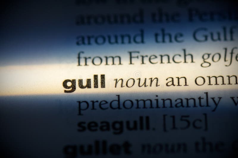 Gull stock image. Image of macro, etymology, gull, info - 161576573