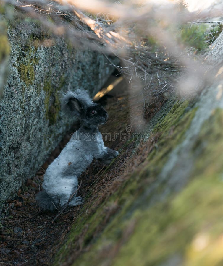 Gullig angora- kanin fotografering för bildbyråer. Bild av däggdjur ...