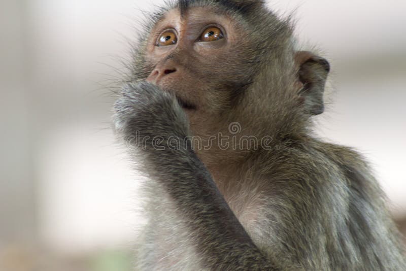 Gullig apa fotografering för bildbyråer. Bild av fauna - 105211181