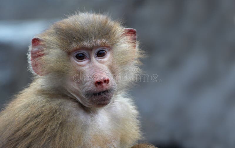 Gulligt Apadjur Som Isoleras På Vit Bakgrund Fotografering för ...