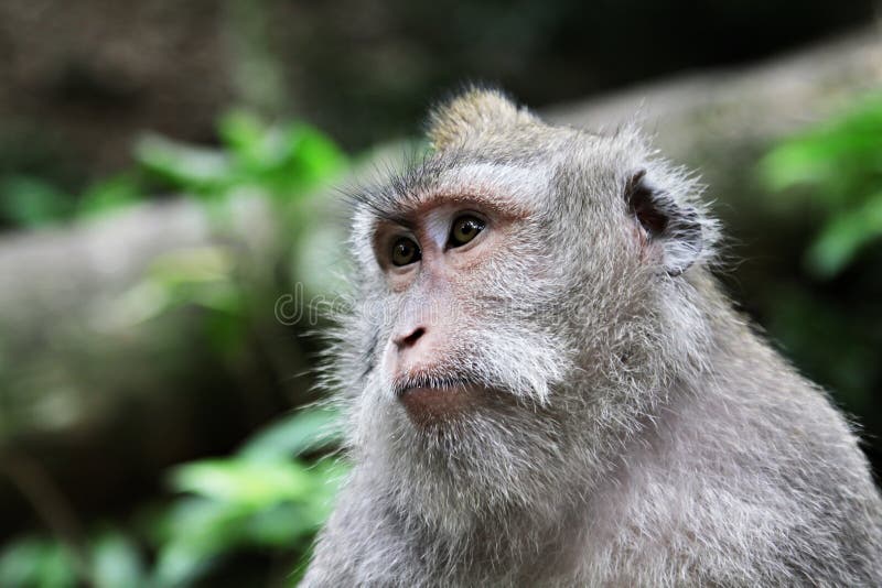 Gullig apa fotografering för bildbyråer. Bild av organism - 104812173