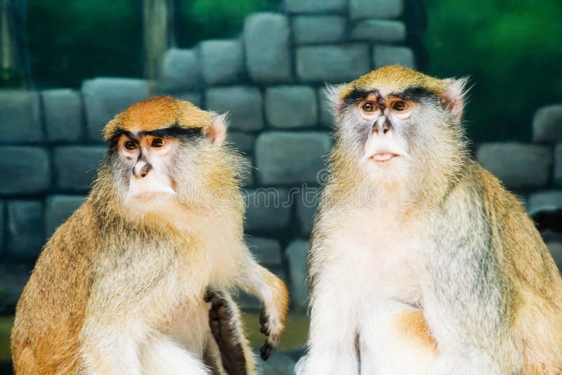 Gullig apa arkivfoto. Bild av tunga, natur, primat, djurliv - 875526