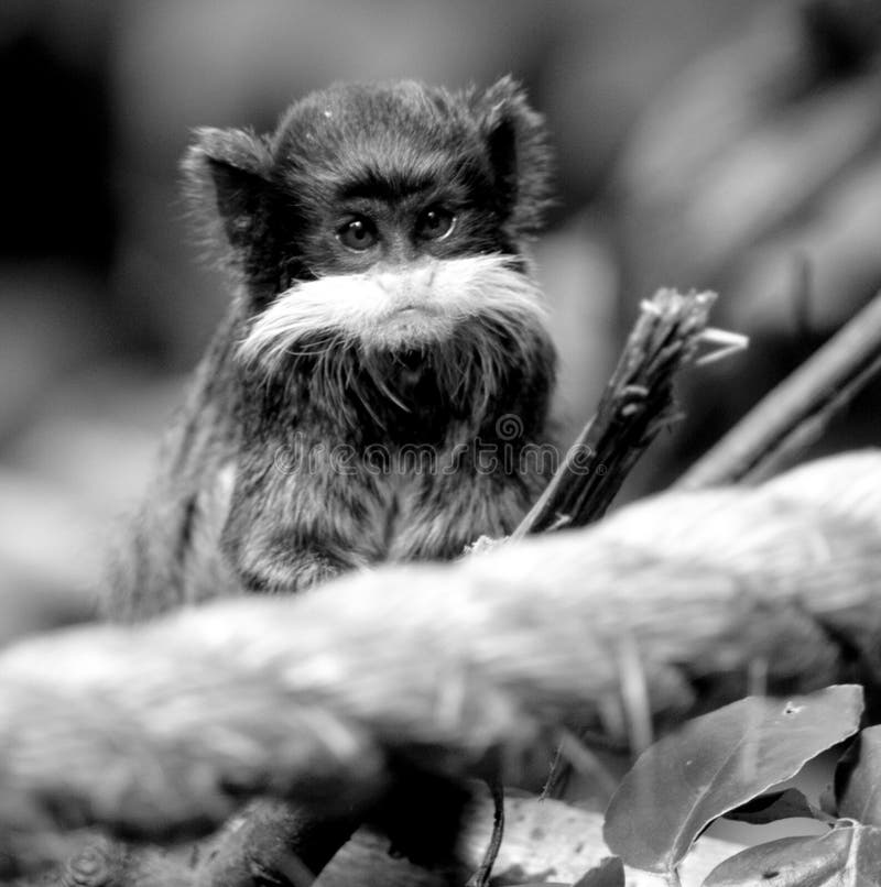 Gullig apa fotografering för bildbyråer. Bild av cutie - 204443