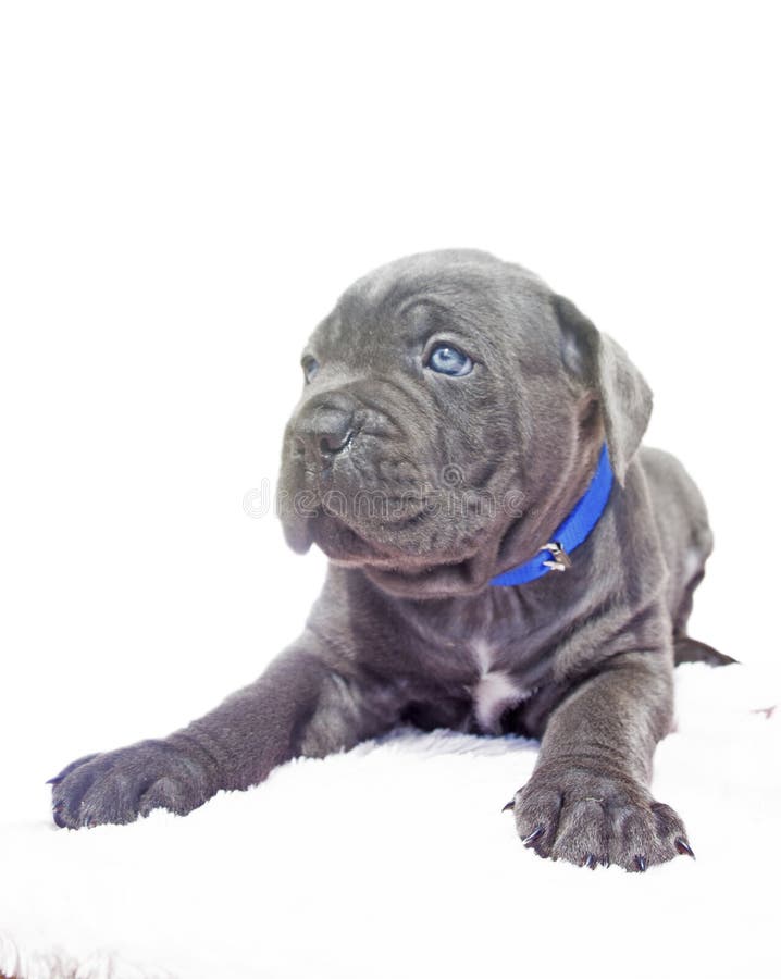 Gullig valp med en boll fotografering för bildbyråer. Bild av lovey ...