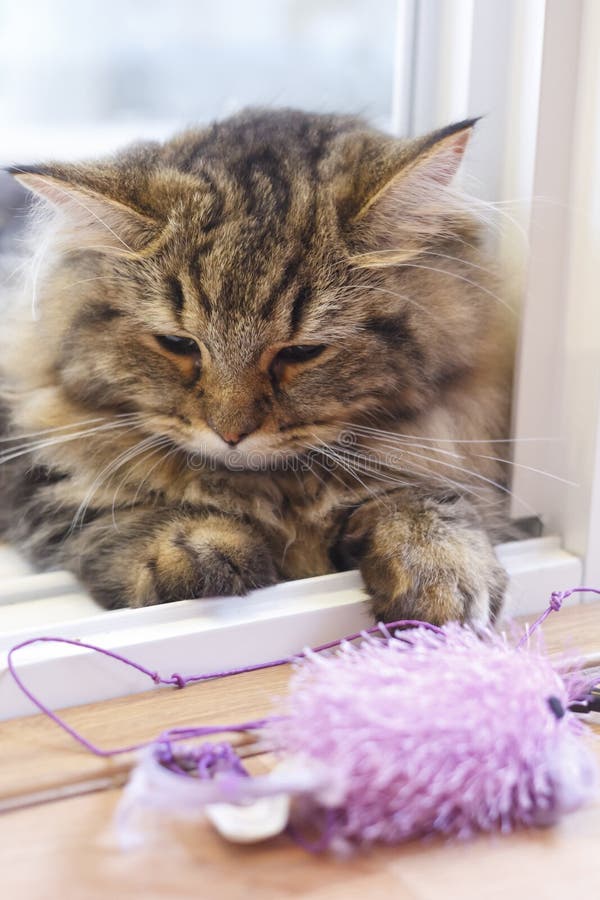 Gullig Brun Perserkatt Som Spelar En Kattleksak Arkivfoto - Bild av ...