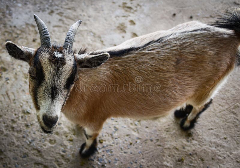 Gullig djur get arkivfoto. Bild av stänga, svart, flaska - 121949356