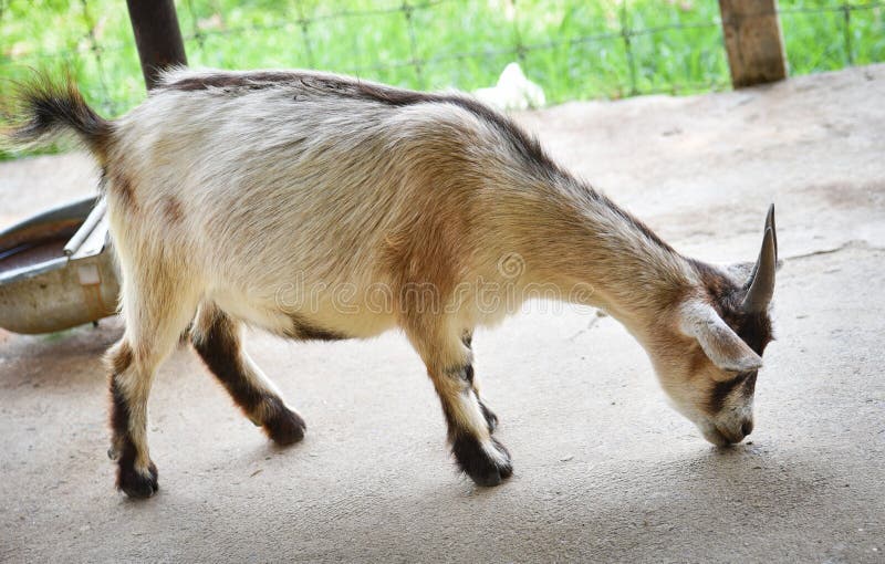 Gullig djur get arkivfoto. Bild av stänga, svart, flaska - 121949356