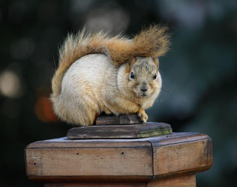 Gullig ekorre fotografering för bildbyråer. Bild av angus - 1947263