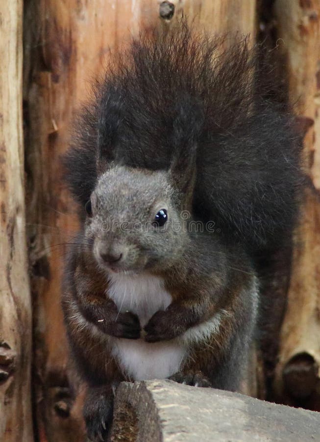 Gullig ekorre fotografering för bildbyråer. Bild av sött - 62050855