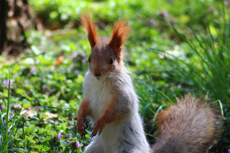Gullig ekorre arkivfoto. Bild av ekorre, härlig, grön - 152956942