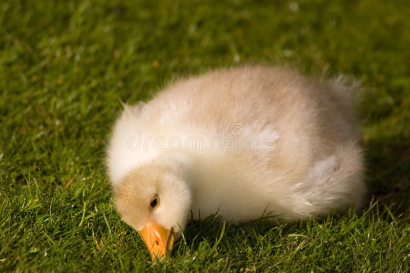 Gullig fluffig gosling arkivfoto. Bild av hemhjälp, gäss - 2676496
