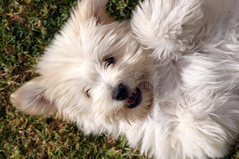 Fluffig hund arkivfoto. Bild av hund, hemhjälp, angus - 6280732