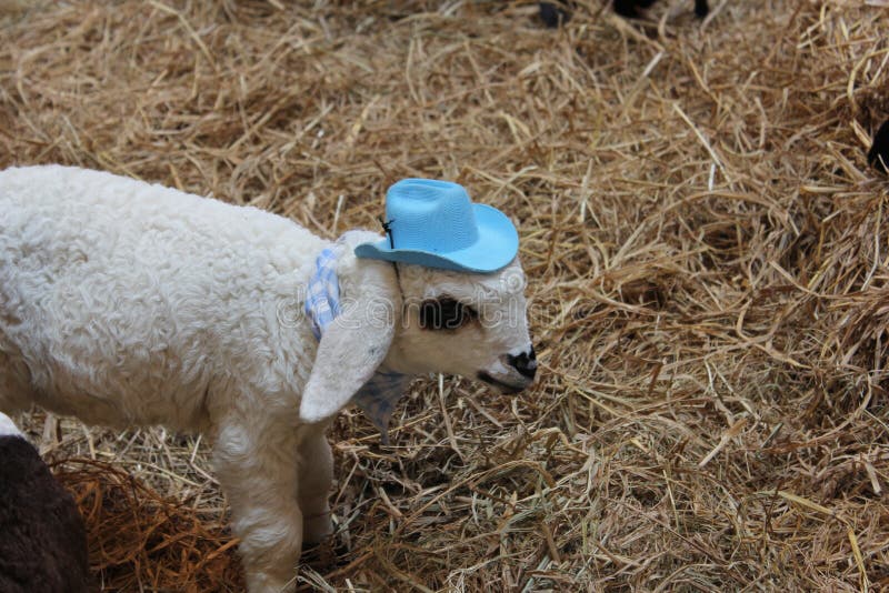 Gullig get fotografering för bildbyråer. Bild av berg - 56154037