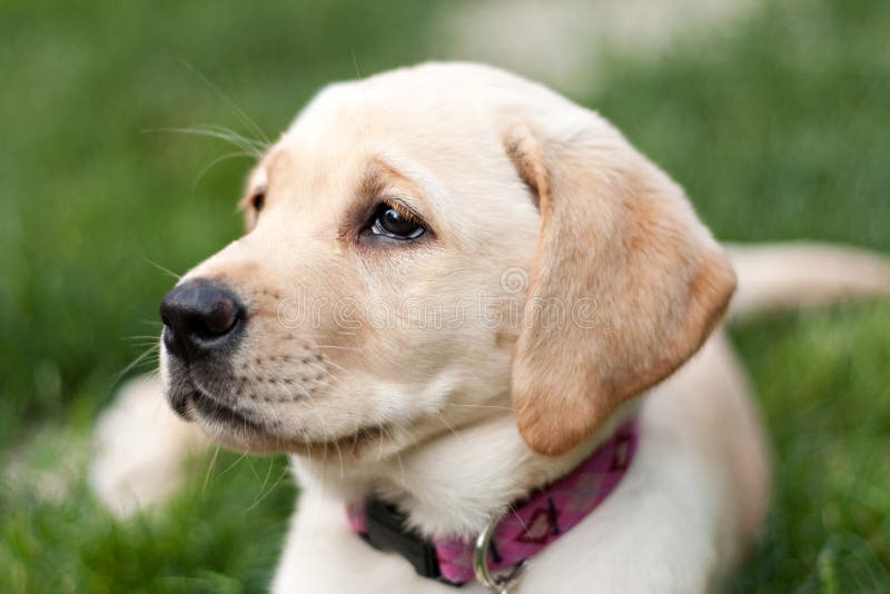 Gullig Guld- Hund Och Bohoflicka Som Rymmer Rosa Och Vita Pioner I ...