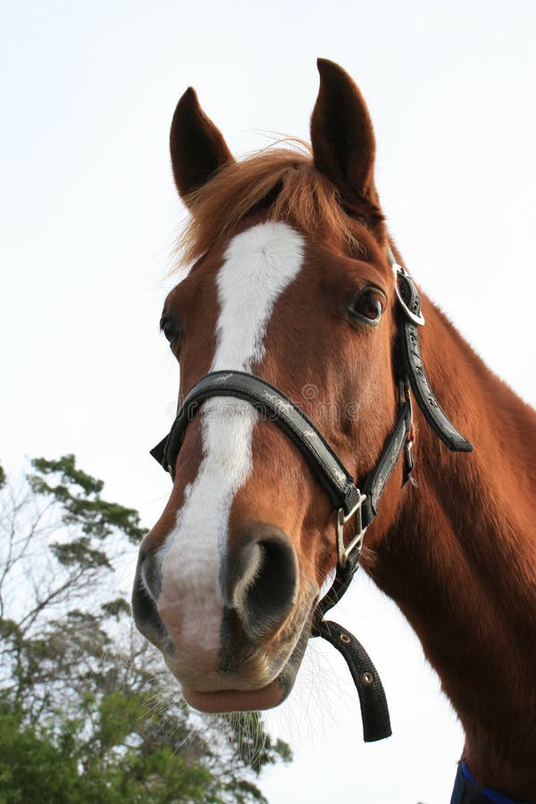 Gullig häst fotografering för bildbyråer. Bild av huvud - 13970449