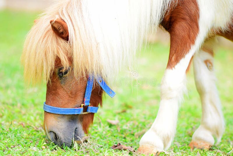 Gullig katt arkivfoto. Bild av älskvärt, gulligt, lura - 69869864