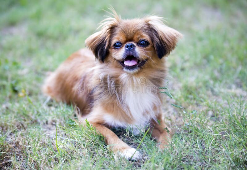 Gullig Hund, älsklings- Djur Fotografering för Bildbyråer - Bild av ...