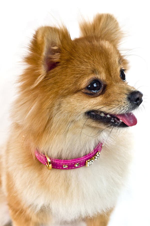 Den Söta Pomeranianhunden över Vitt Arkivfoto - Bild av tunga ...