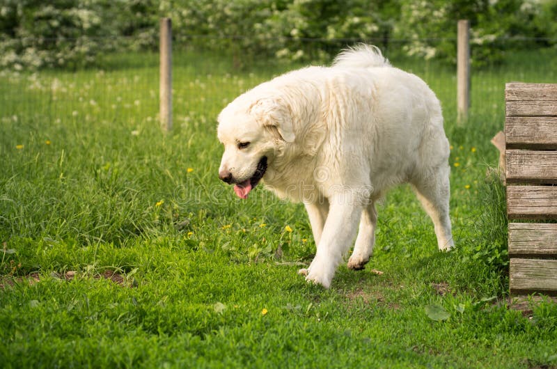 Gullig hund i gården fotografering för bildbyråer. Bild av ...