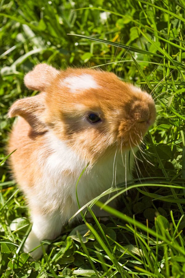 Gullig kanin arkivfoto. Bild av gulligt, gnagare, fauna - 13010640