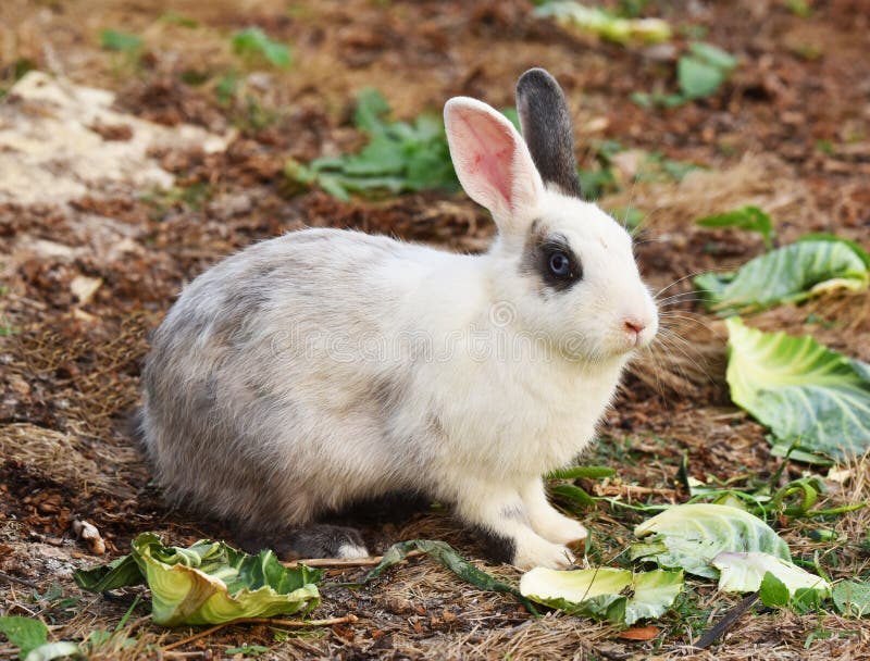 Gullig djur get arkivfoto. Bild av bangor, angus - 121949356