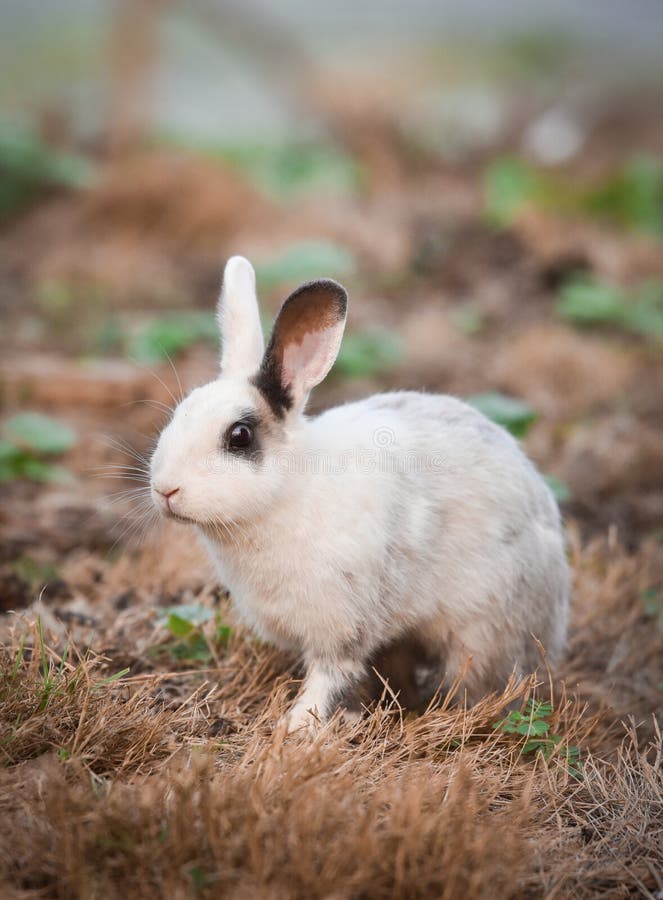 Gullig djur get arkivfoto. Bild av bangor, angus - 121949356