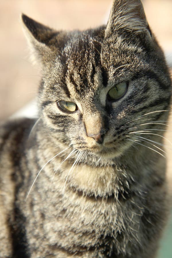 Gullig katt fotografering för bildbyråer. Bild av angus - 19376775