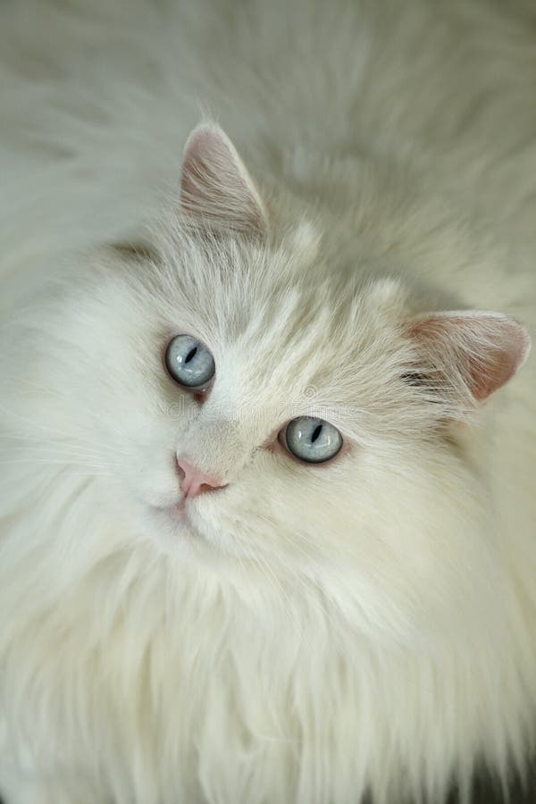 Gullig katt arkivfoto. Bild av stirra, angolan, stänga - 5193632