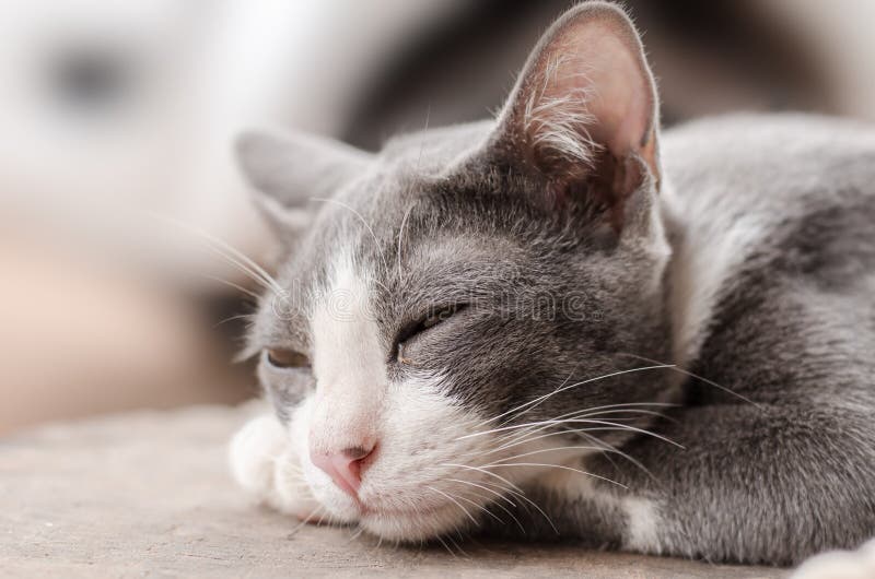 Gullig katt fotografering för bildbyråer. Bild av älskvärt - 94776933