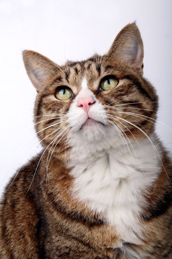 Gullig katt fotografering för bildbyråer. Bild av oroa - 7192613