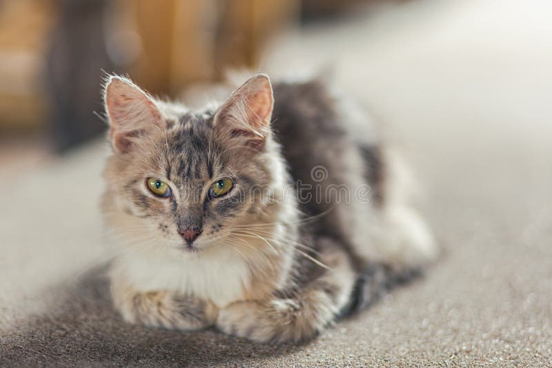 Gullig katt fotografering för bildbyråer. Bild av förtjusande - 75422577