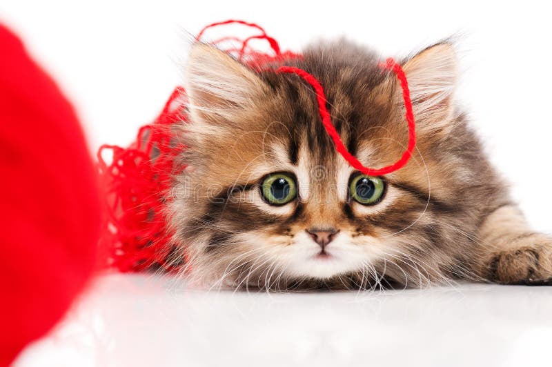 Gullig kattunge fotografering för bildbyråer. Bild av klar - 20367119