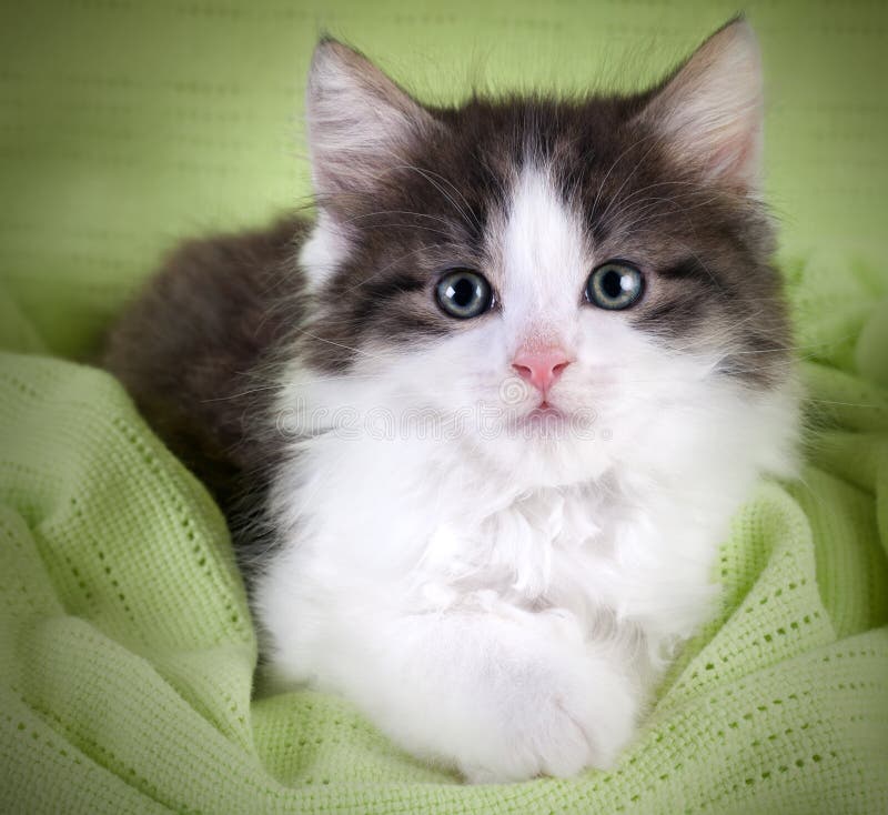 Den Gulliga Kattungen Behandla Som Ett Barn Lite Katten Sover ...