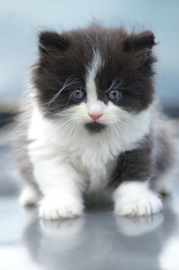 Gullig kattunge arkivfoto. Bild av katt, husdjur, fauna - 2925792