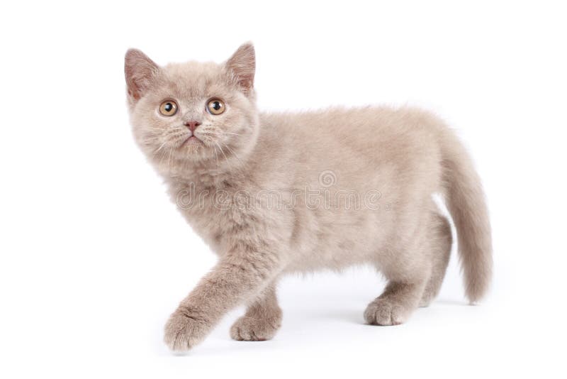 Gullig kattunge fotografering för bildbyråer. Bild av ögon - 6863901