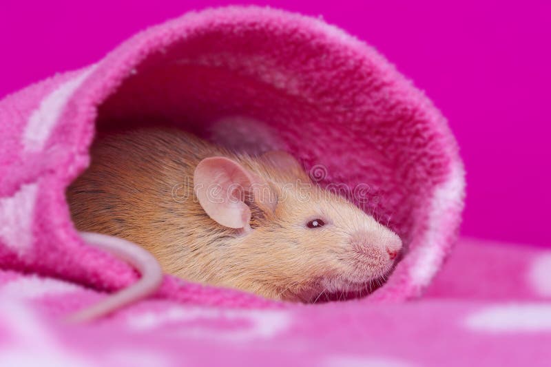 Liten Mus Som Sover I En Muff Arkivfoto - Bild av sova, kastby: 45753314