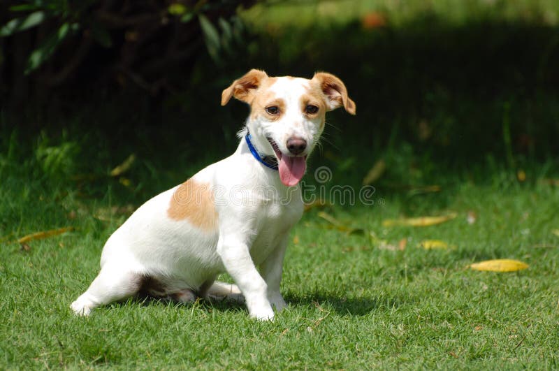 Gullig Hund, älsklings- Djur Fotografering för Bildbyråer - Bild av ...