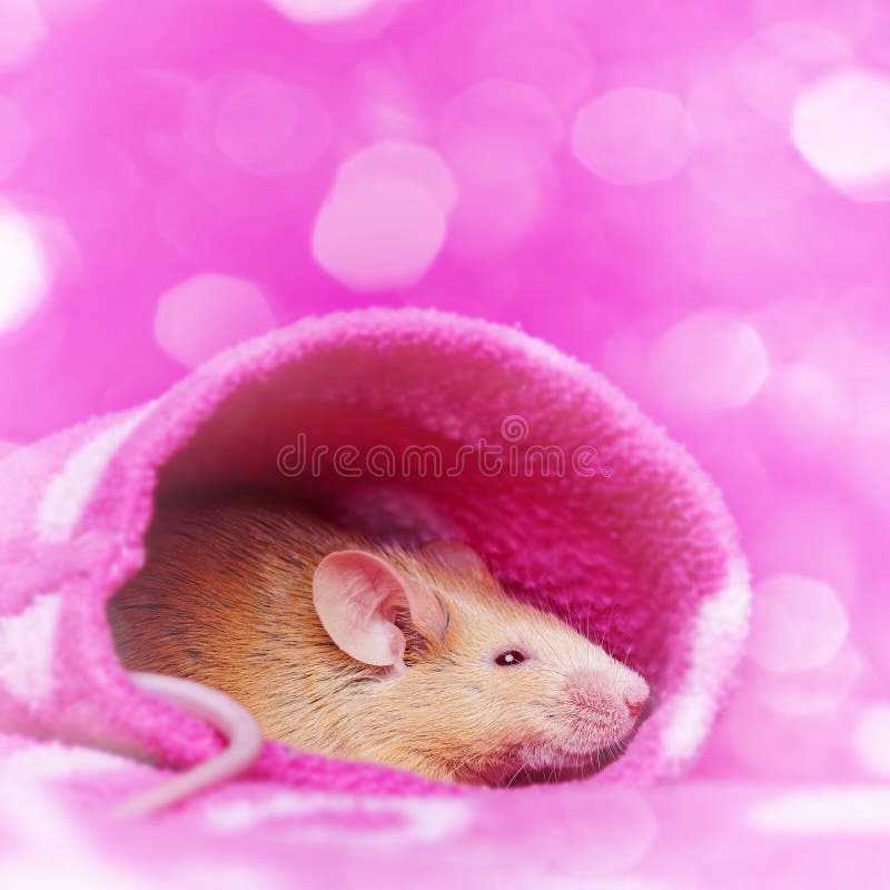 Gullig Liten Mus Som Vilar I En Muff Arkivfoto - Bild av lyckligt ...