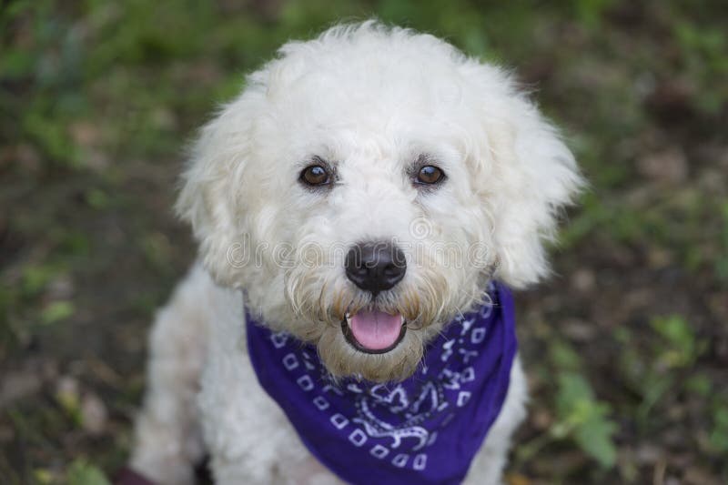 Gullig lycklig hund arkivfoto. Bild av valp, stamträd - 51219648
