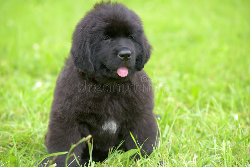 Gullig Newfoundland valp fotografering för bildbyråer. Bild av ...