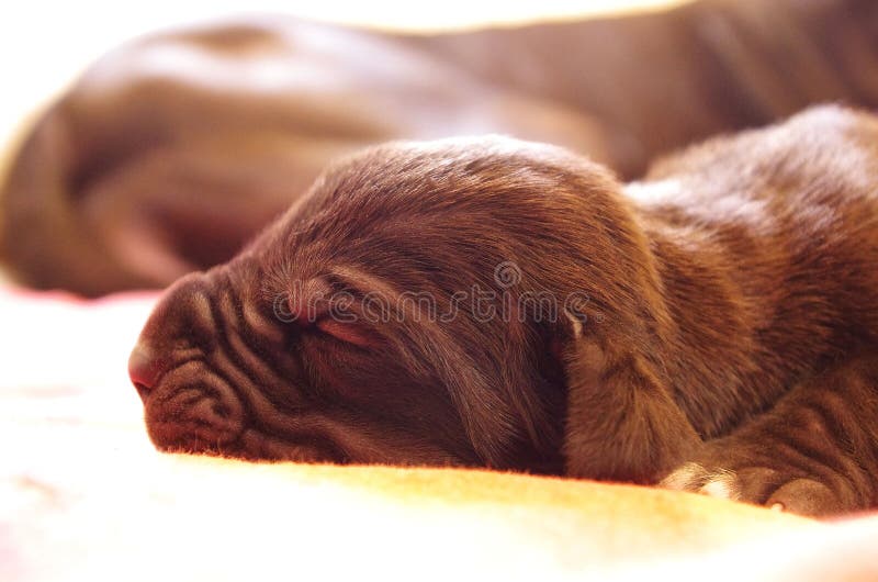 Gullig valp med en boll fotografering för bildbyråer. Bild av lovey ...
