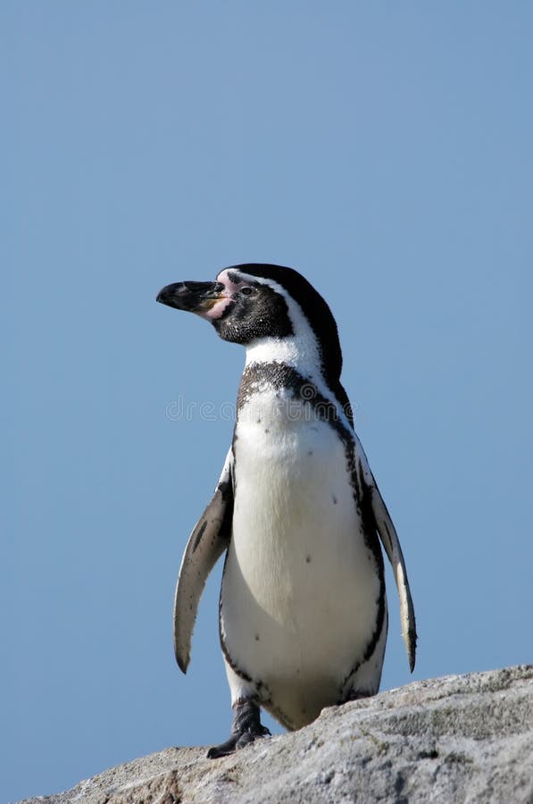 Gullig pingvin fotografering för bildbyråer. Bild av vild - 1385649