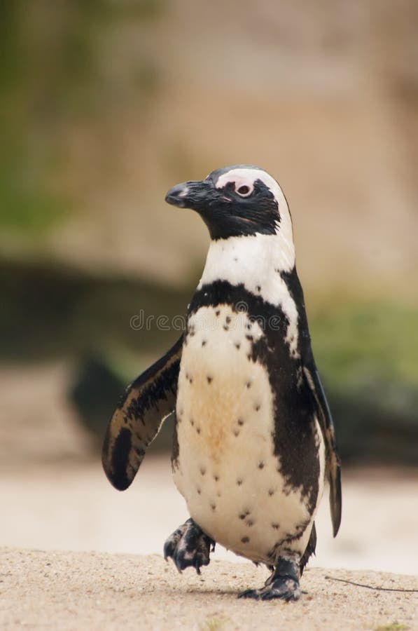 Gullig pingvin fotografering för bildbyråer. Bild av sadel - 1476517