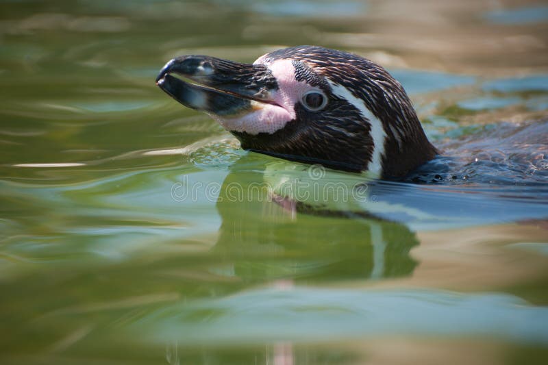 Gullig pingvin fotografering för bildbyråer. Bild av anhydrous - 18137327